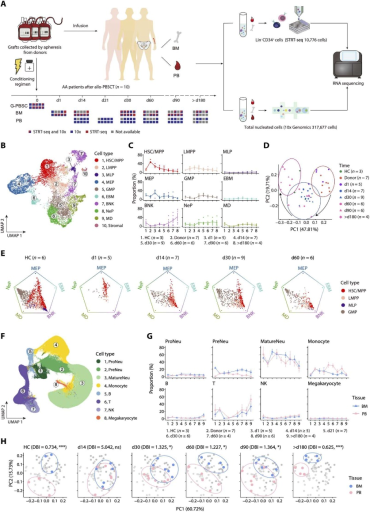 Single-Cell Dissection of Human Hematopoietic Reconstitution after ...