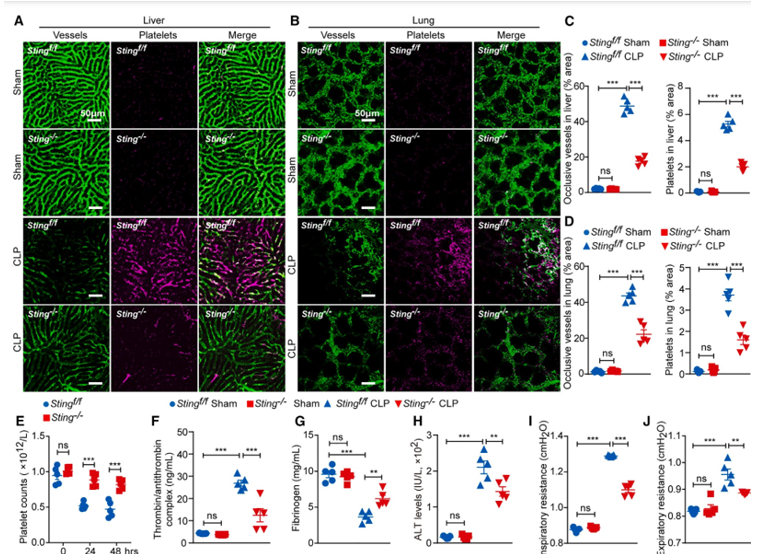 Deciphering STING-Driven Platelet Activation in Septic Thrombosis: A ...