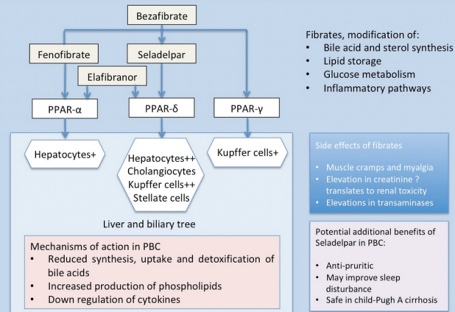 APASL 2023 | Prof. Jia Jidong: Latest Advances in Primary Biliary ...