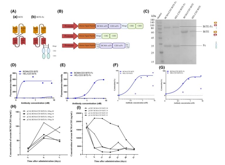 Gene Therapy Using BCMA/CD3 Bispecific Antibody-Encoding Plasmid DNA: A ...