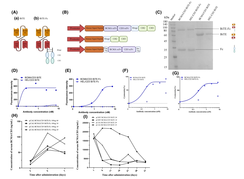 Gene Therapy Using BCMA/CD3 Bispecific Antibody-Encoding Plasmid DNA: A ...