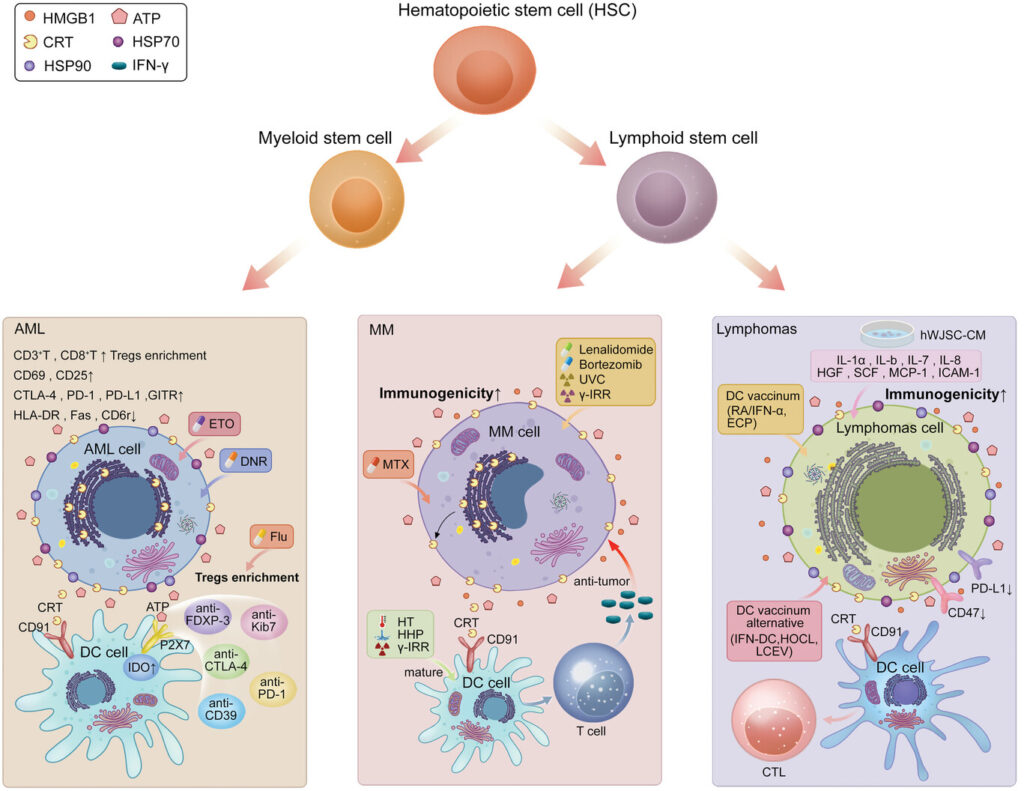 Immunogenic Cell Death in Hematological Malignancy Therapy - MediaMedic