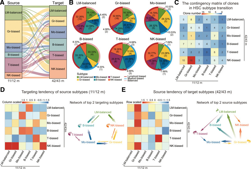 Hematopoietic stem cell heterogeneity in non-human primates revealed by ...